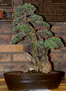 LENNARD'S BONSAI BEGINNINGS.: Buddleja saligna