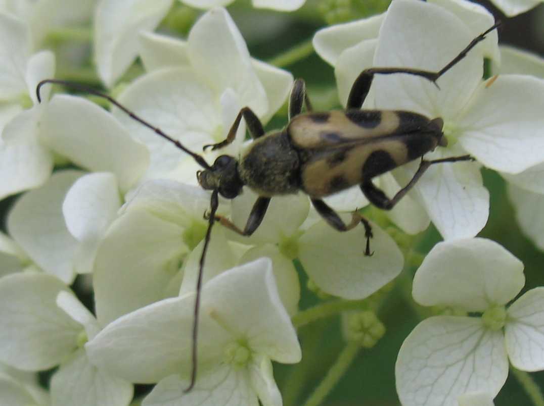 Using Georgia Native Plants: Natural Bird Food