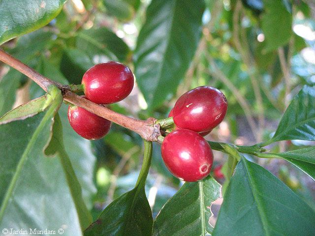 Sangrando en verde: El cafeto: un ejemplo de inteligencia vegetal.