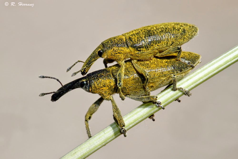 fotosricardo-h: GORGOJOS (COLEÓPTERA : CURCULIONOIDEA) II - Weevils II