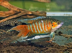 Cupang Hias Alam ~ CFF