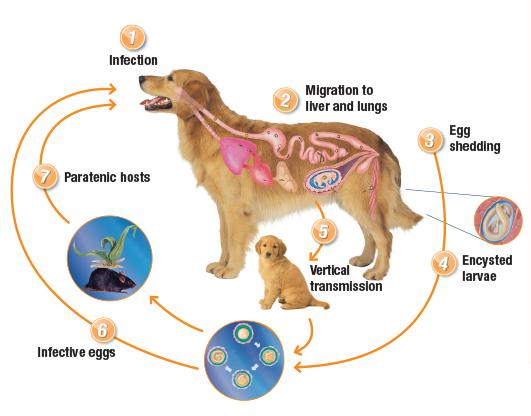 Toxocariasis: Diagnóstico diferencial de otras enfermedades