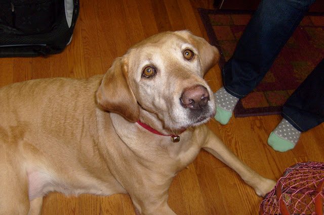 Blog How to Choose a Dog