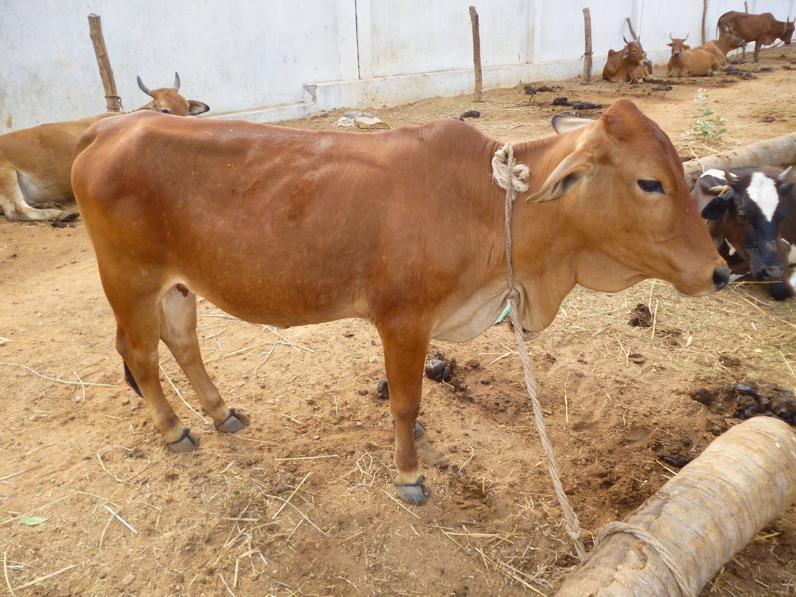 JanakiRama Gardens: Exotic Red Sindhi Cows