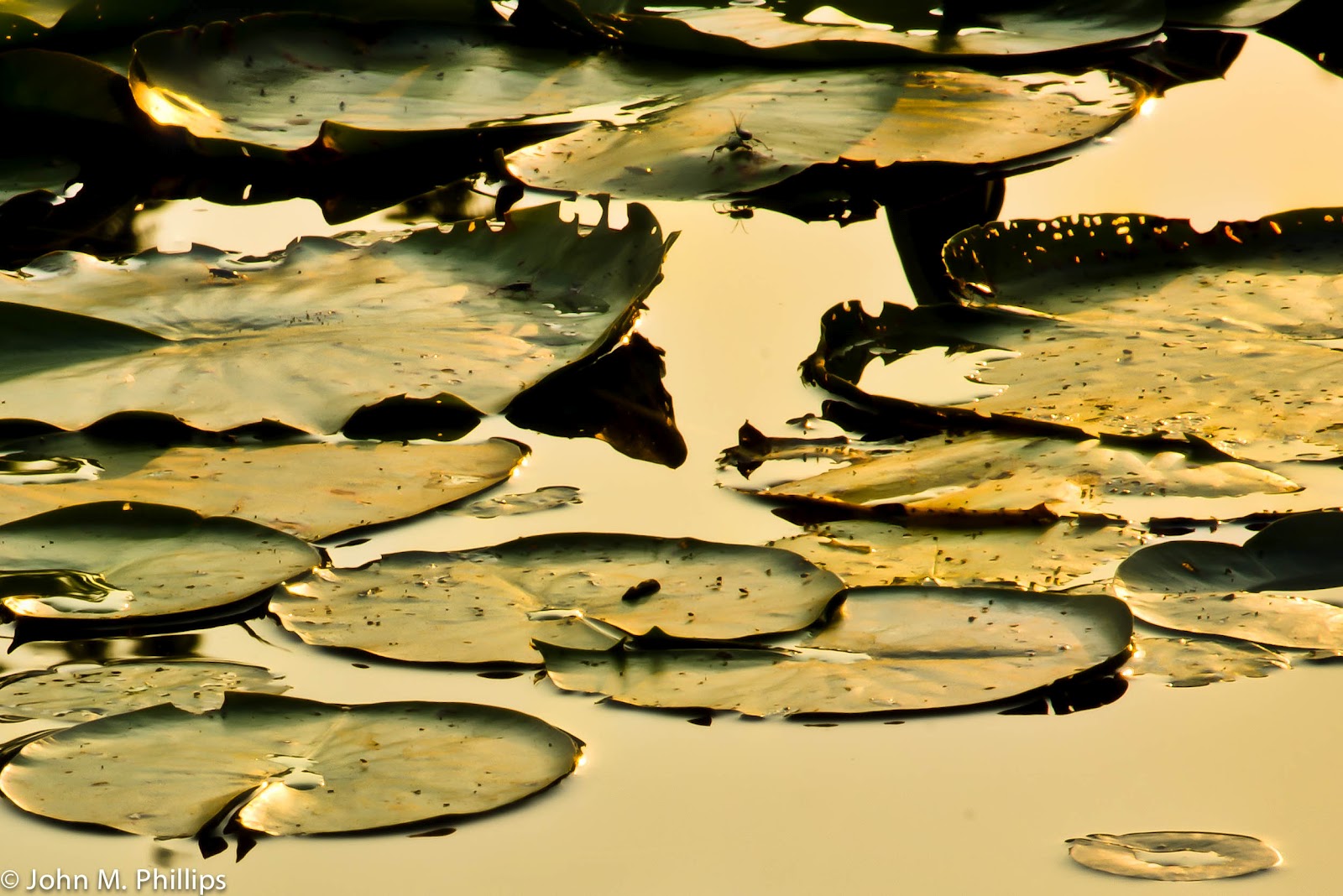 SKEPTIC PHOTO: FROGS AND LILYPADS
