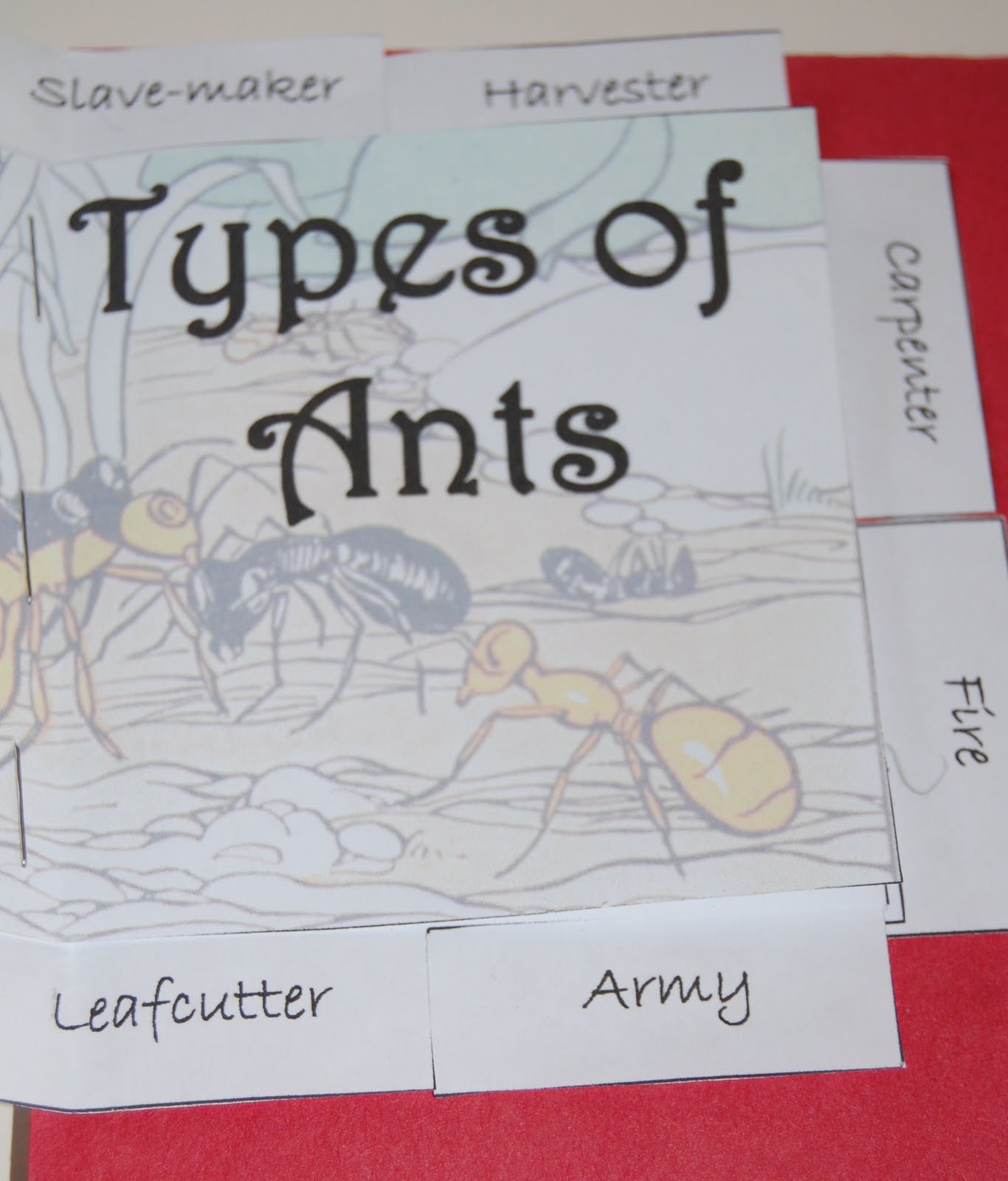 Our Creative Day: Mini-Ant Lapbook