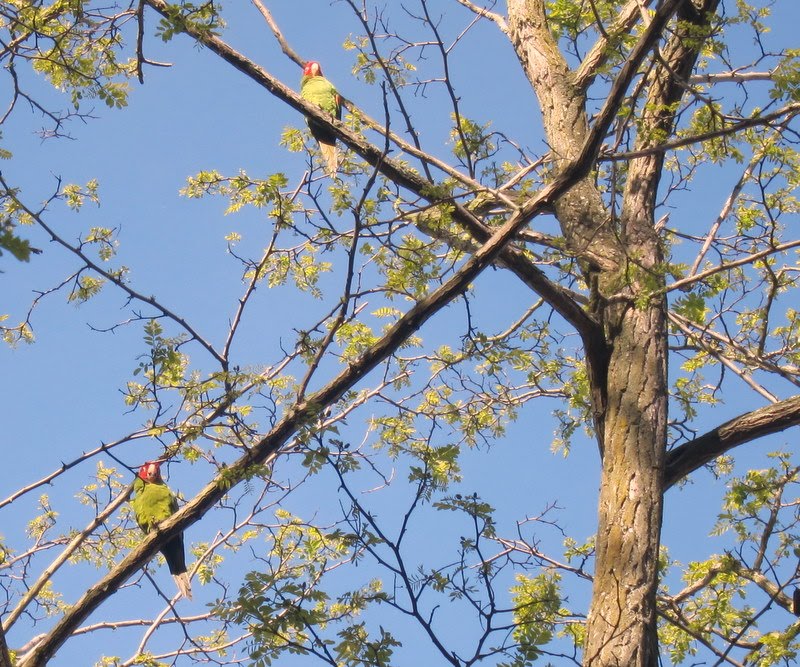 Jane Says: Walking to Coit Tower and the Parrots of Telegraph Hill