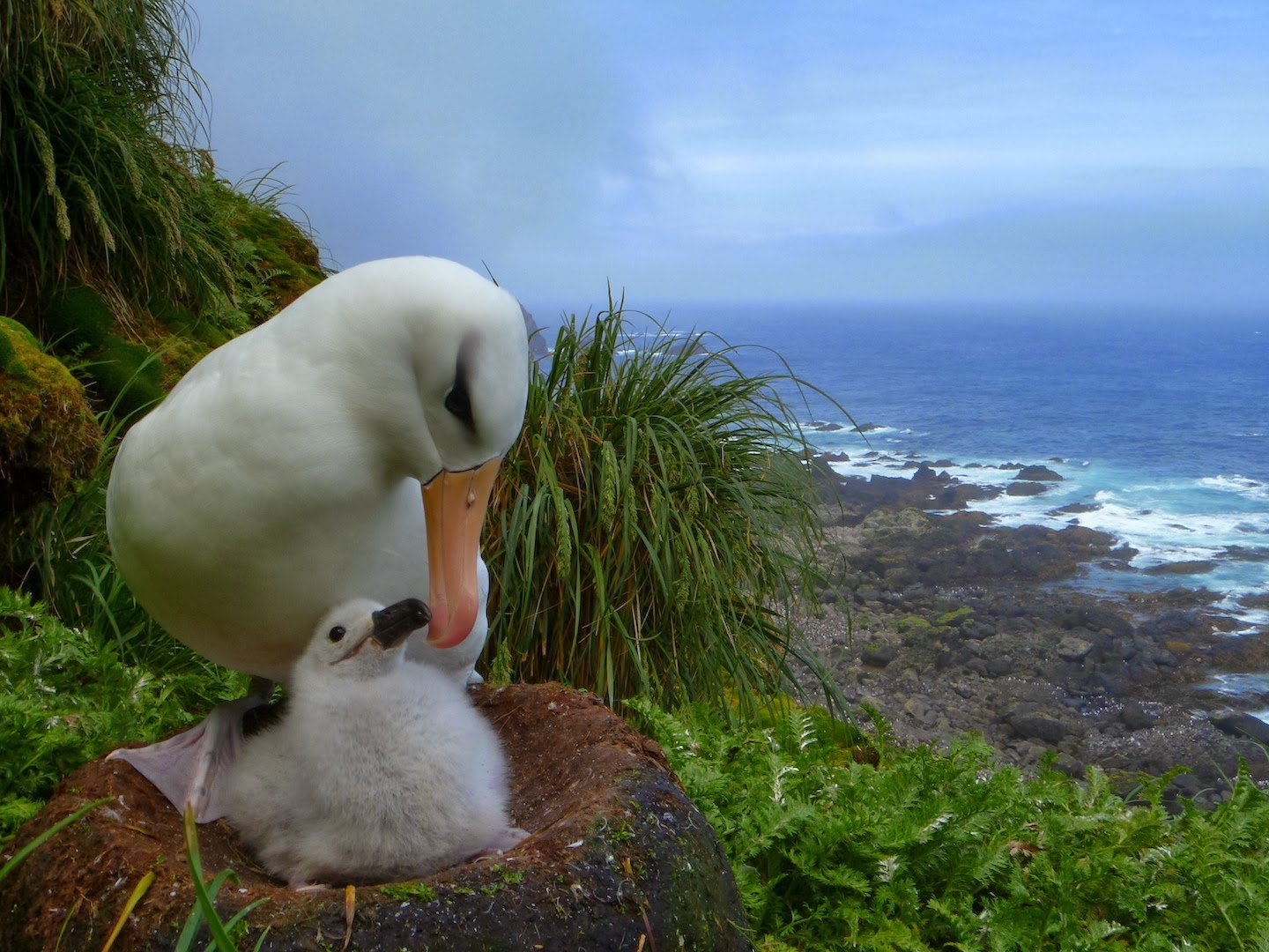 Macquarie Island Adventure: Albatross