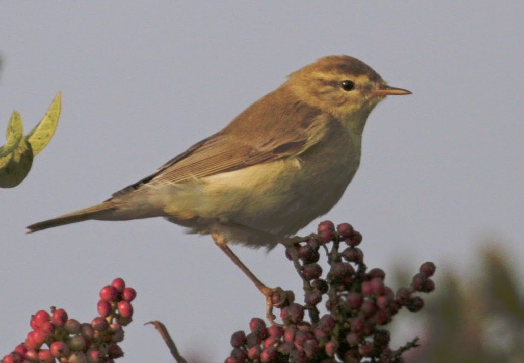 Species of UK: Week 56: Willow Warbler ('Phylloscopus trochilus')