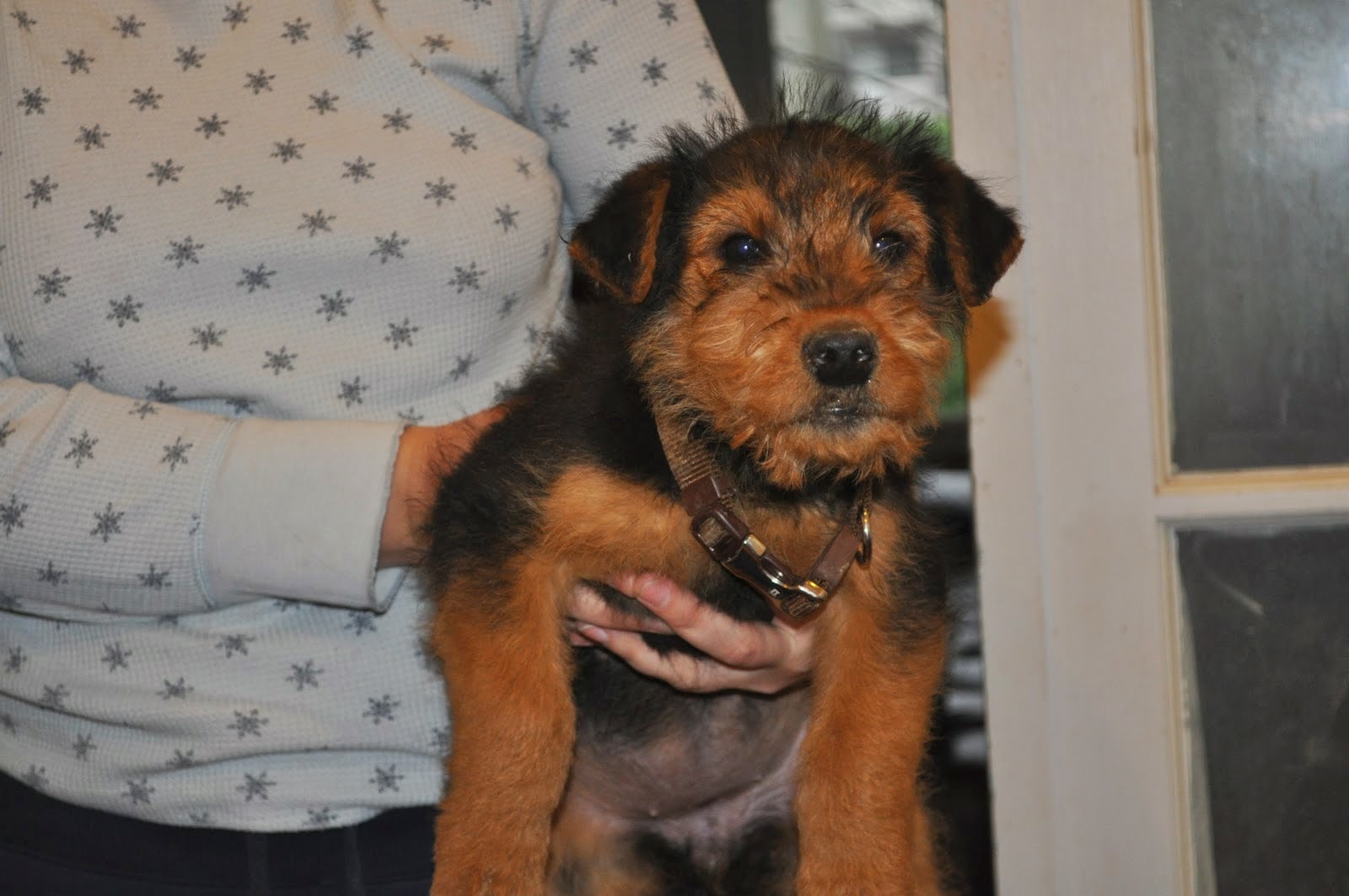 Rules of the Jungle: Airedale puppies