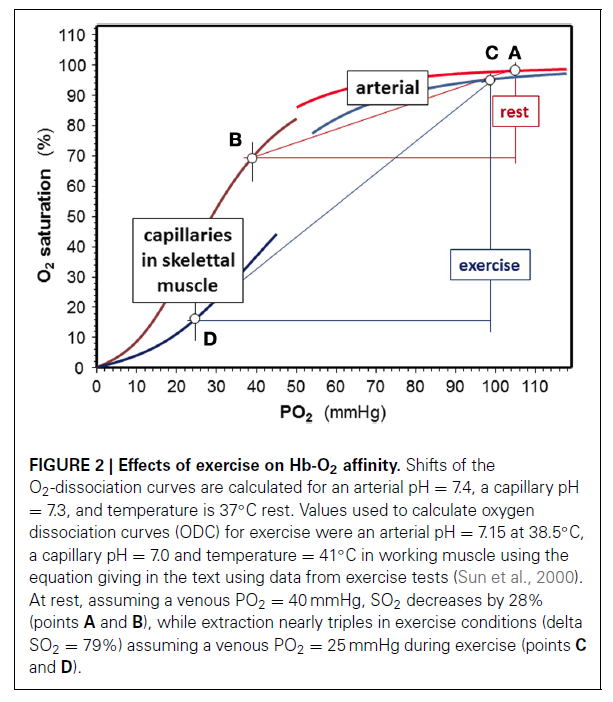 Muscle Oxygen Training: O2 desaturation during acidosis - the Bohr effect