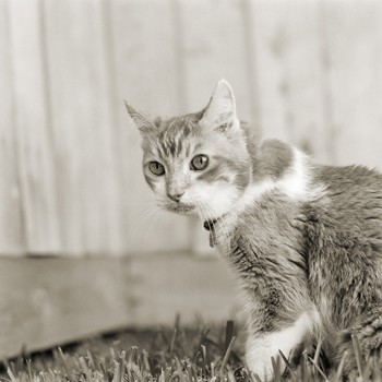 Cachorros Especiais: Imagens lindas de animais idosos, doentes feitas ...