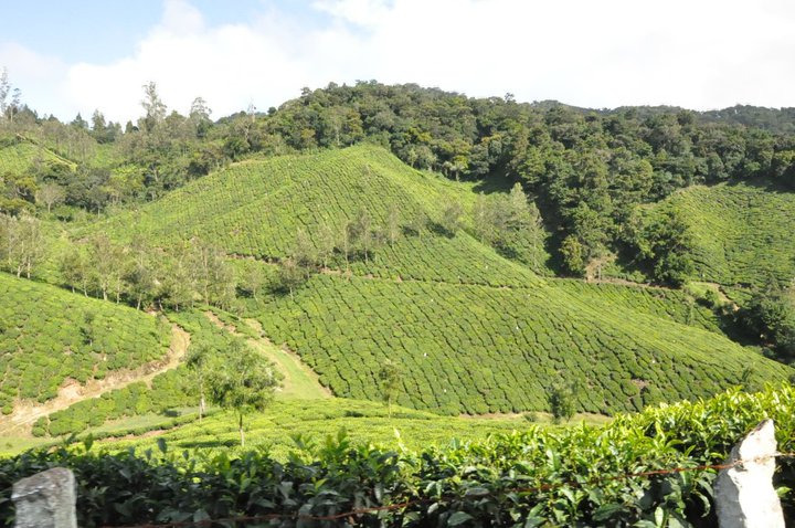 5 Amazing Photos of Munnar Hills