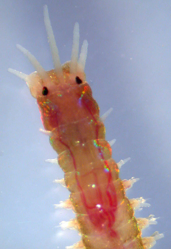 Macam Cacing Annelida - BIOMA SMAIT NH