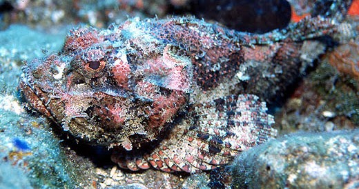 Scorpion Fish