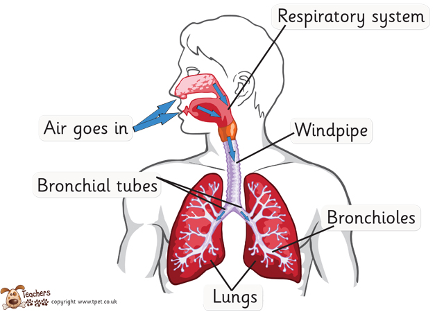 First graders Daoiz: Nutrition: Respiratory System