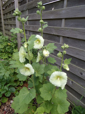 Heidis Have: Yes Yes Yes - 15 mm regn til os .....