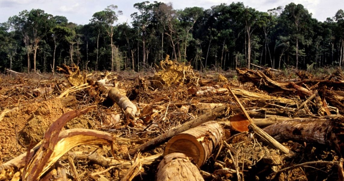 Deforestation Rainforest | Wallpapers Gallery
