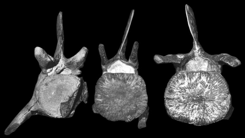 The Lord Geekington: Eocetus, "Eocetus", and Friends