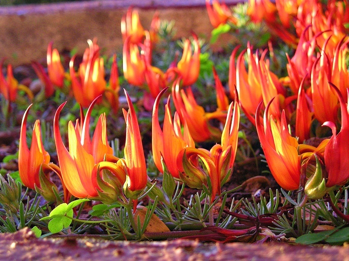 garden at heart: Plant Profiles: Lotus Berthelotii