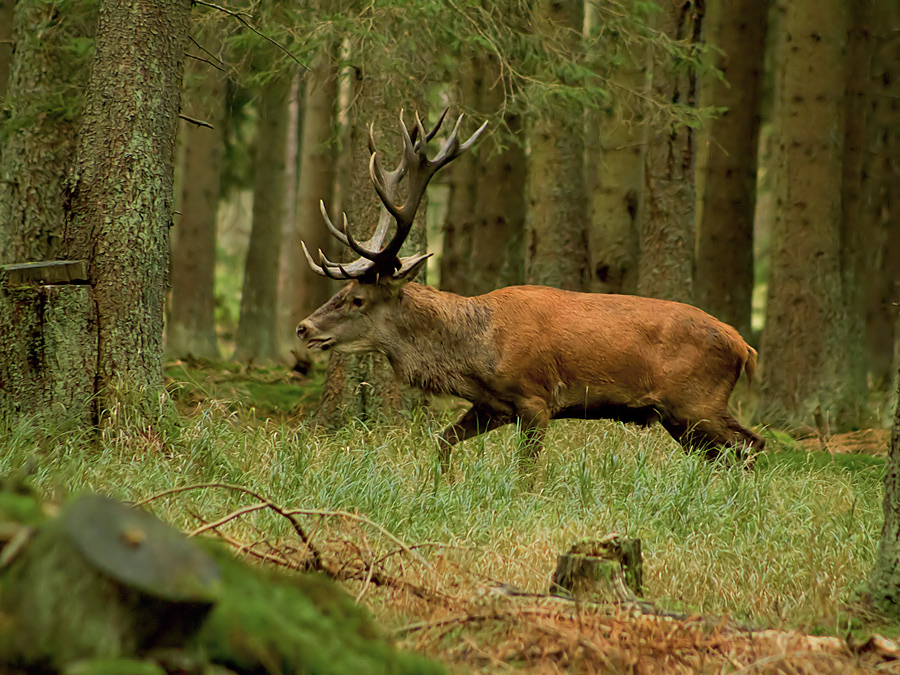 MYSLIVOST: První lov jelena v říji. #Jelen, Jelení říje, Čas lásek ...