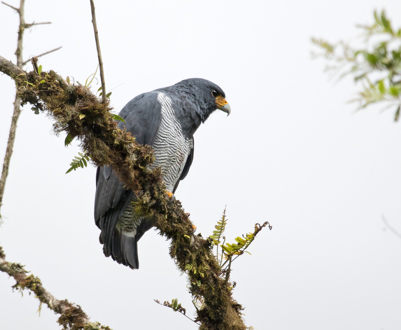 Lost in BIrding: A Taste of Tandayapa (Ecuador)...4 Oct 2017