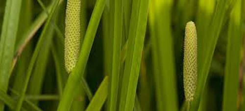 Kreasi Usaha: Manfaat Tanaman Jeringau (Acorus calamus L.) sebagai ...