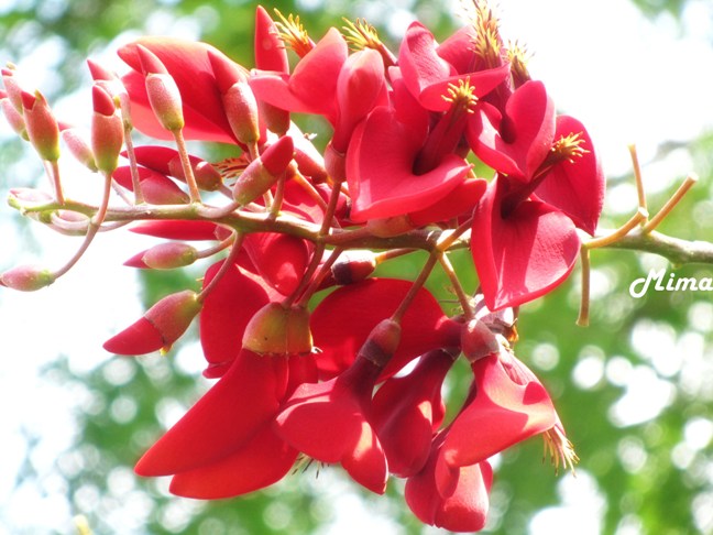 Mimz Nowadays: Taman Bunga