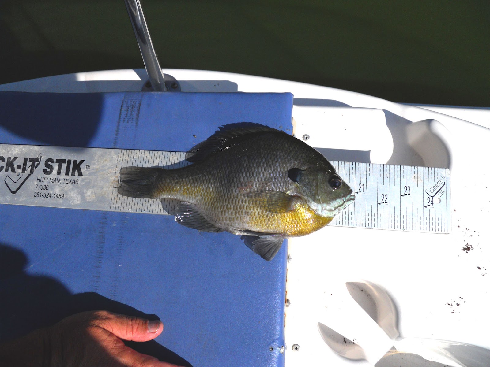 Bluegill Adventures: Getting Serious About Monster Bluegill in Your Pond