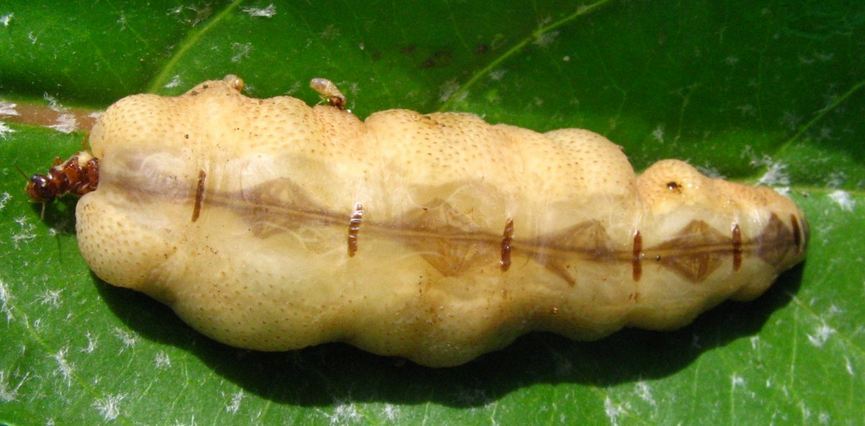 Las termitas. Un Reino feliz.