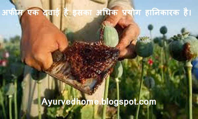 Ayurveda Home and Remedies with Nature: Afeem Ka Paudha | अफीम पौधे से ...