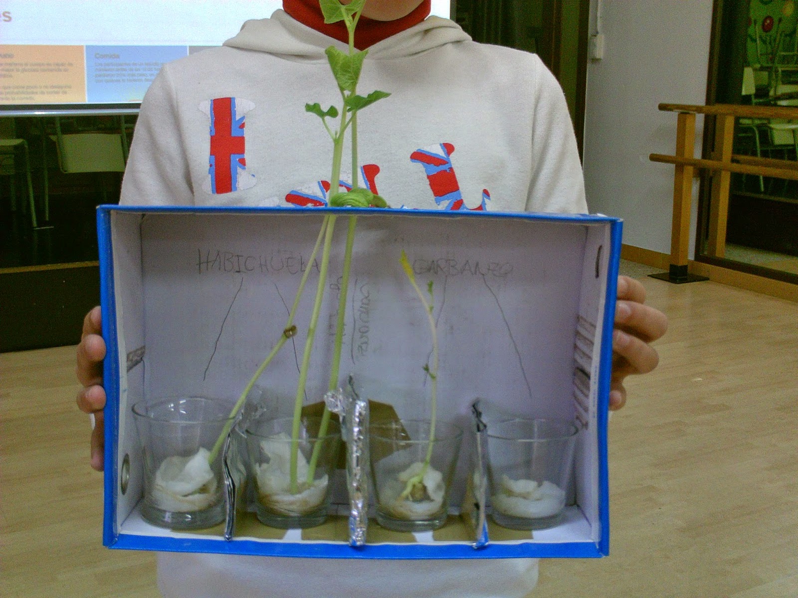 Manual del científico: Fototropismo vegetal con cuatro plantas: Ha ...