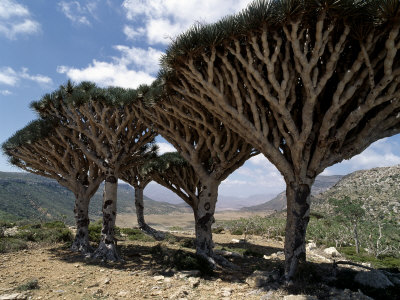 THE DRAGON BLOOD TREE |The Garden of Eaden