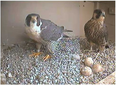 Columbus Peregrine Falcon Update: Falcon ID 101