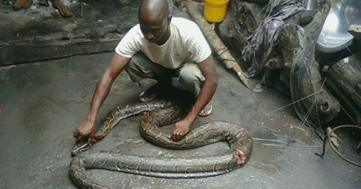 Scary! Mammoth Python killed, slaughtered and prepared for consumption ...