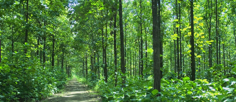 Cara Menanam Pohon Jati Agar Cepat Besar - Teori Petani
