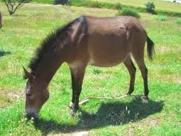 CABALLOS, BURROS, MULAS Y BURDÉGANOS