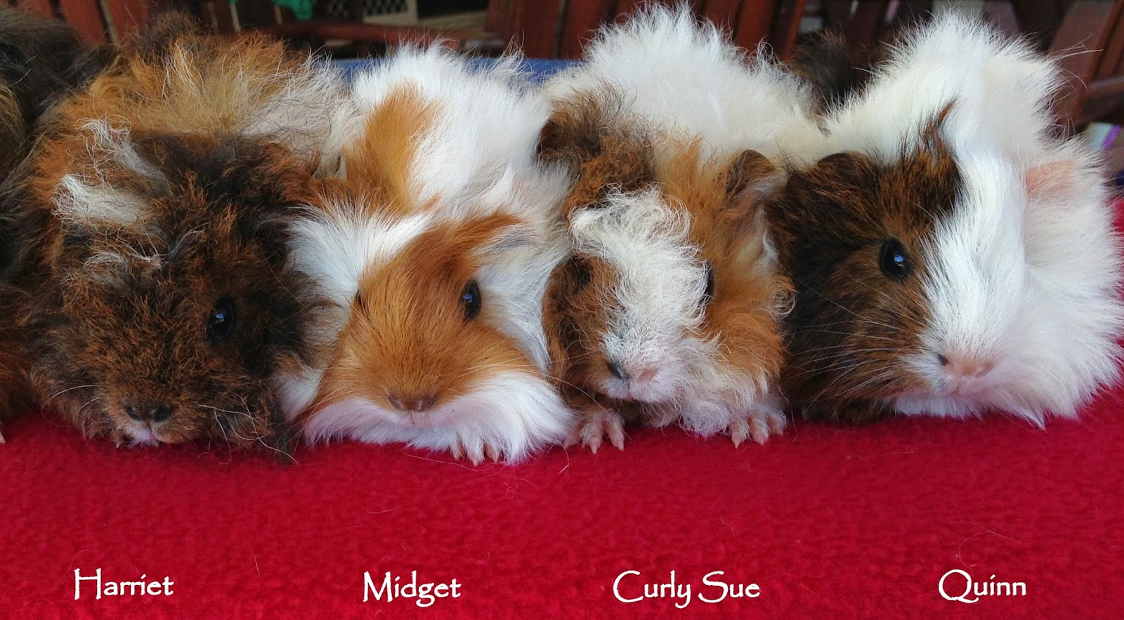 All Things Guinea Pig: My Girls
