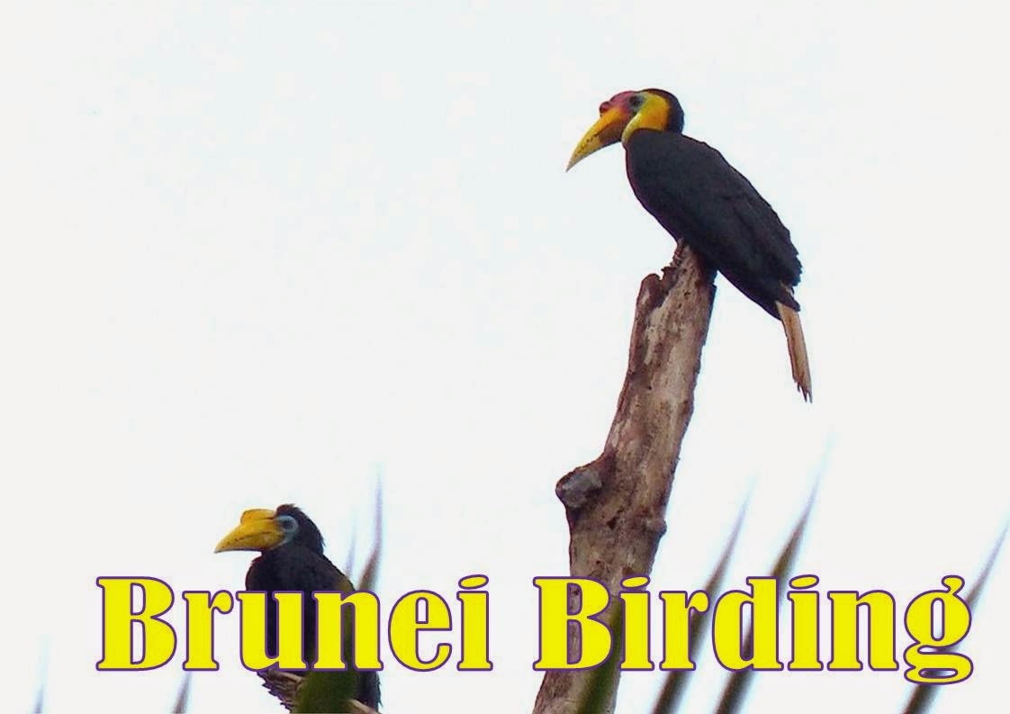 Brunei Birding Nature Tour: Bird PHOTO Gallery