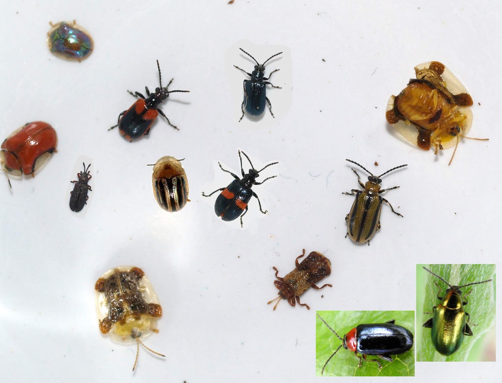 Arizona: Beetles, Bugs, Birds and more: A Weekend of Rare Cerambycids