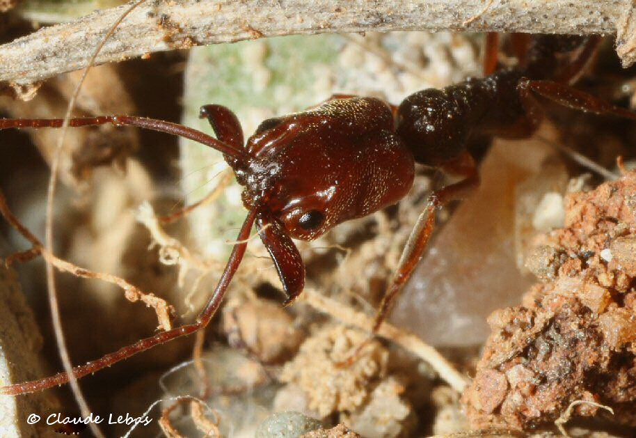 fourmis de Cuba- Hormigas de Cuba- Ants of Cuba: Odontomachus insularis