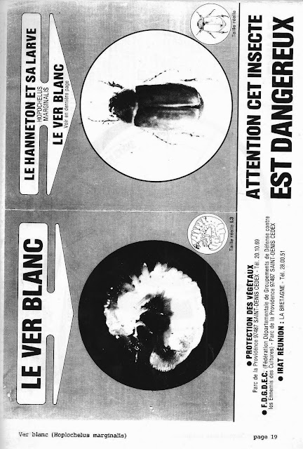 Leçons de choses: Le ver blanc (île de la Réunion)