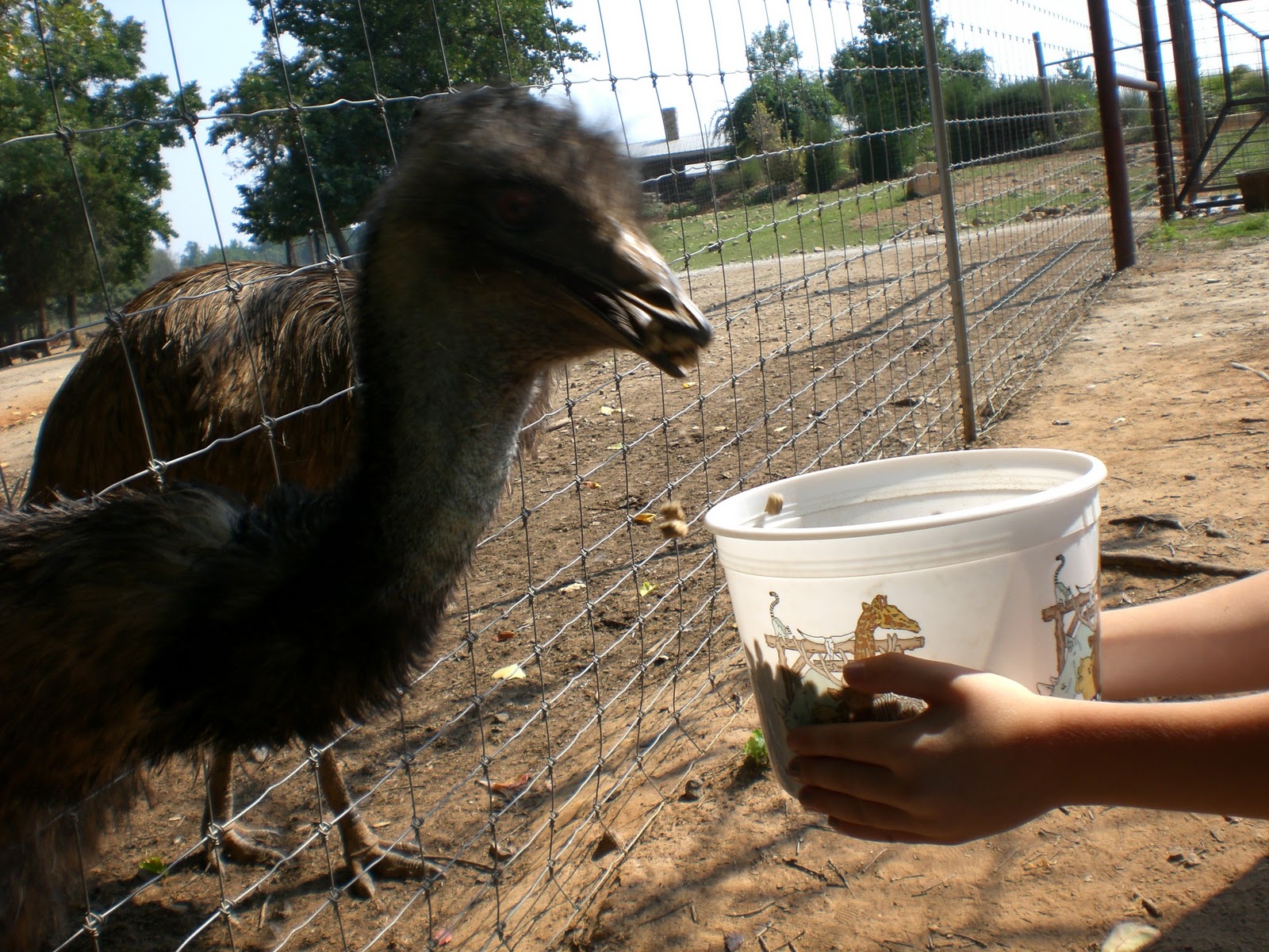 Lazy Ranch Mooresville Nc Lazy 5 Ranch Exotic Animal Safari In North ...