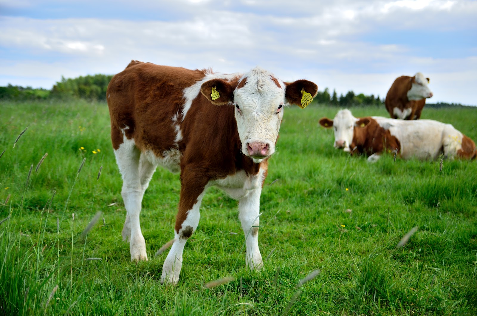 What Good Am I: Glada kossor och ramslök