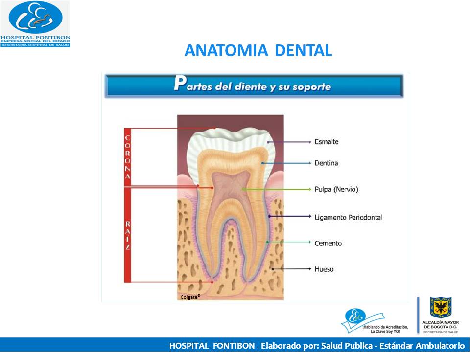 Ambito IPS: ROTAFOLIO DE SALUD ORAL