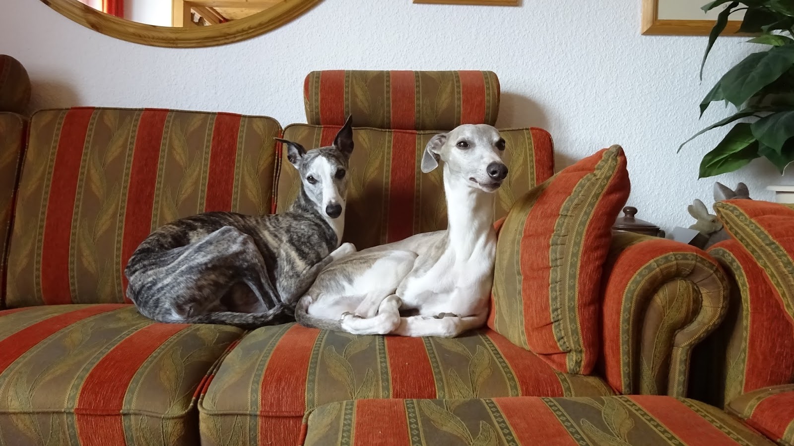 Whippets High on Emotion