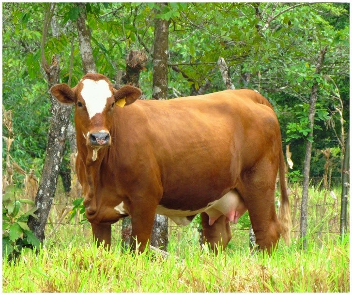 Vaca cebu lechera - Imagui