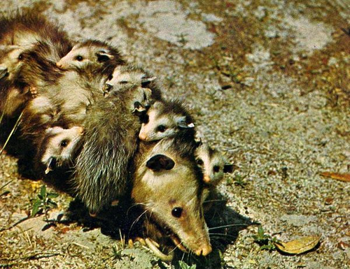 tireotubo: Cassaco, o gambá que vive no Ceará.