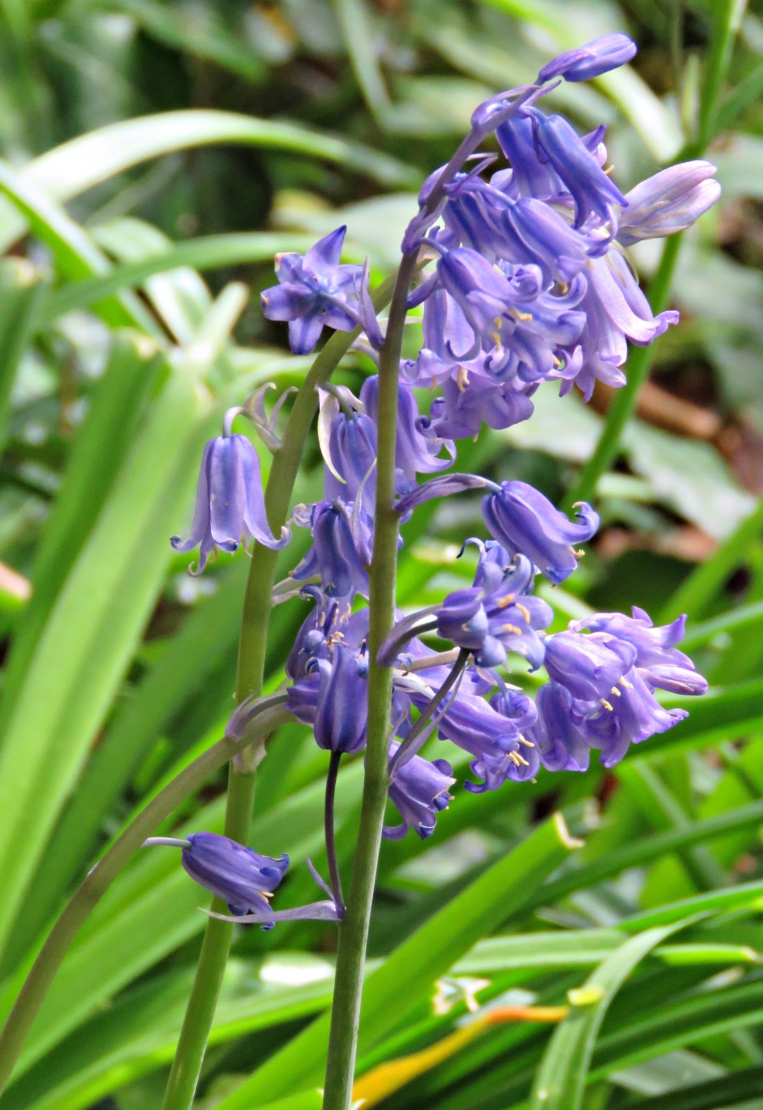 just saying ...: Oh Bluebell ... what's in a name ...