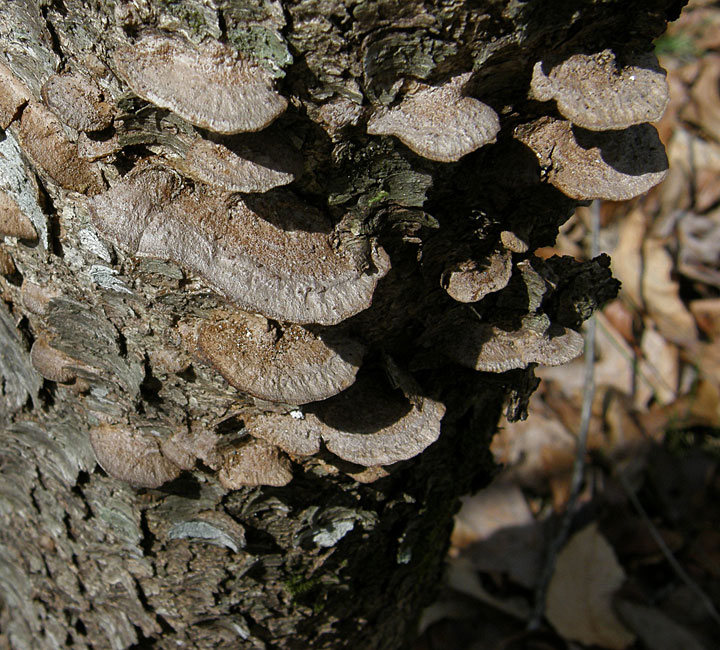 Anybody Seen My Focus?: Fuscoporia gilva (Mustard Yellow Polypore)